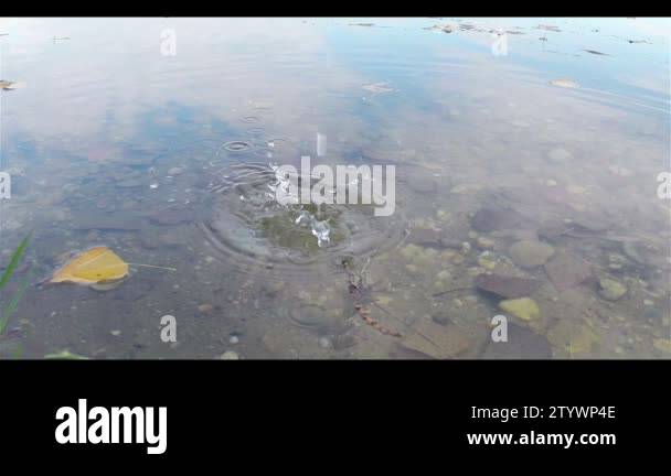 Water drop Stock Videos & Footage - HD and 4K Video Clips - Alamy
