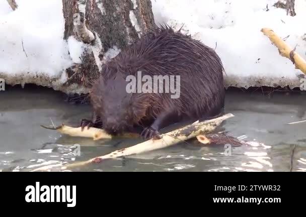 A wild beaver in a city park got into a puddle with drains and nibble ...