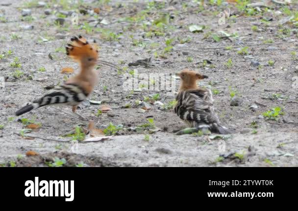 Ground breeding bird Stock Videos & Footage - HD and 4K Video Clips - Alamy