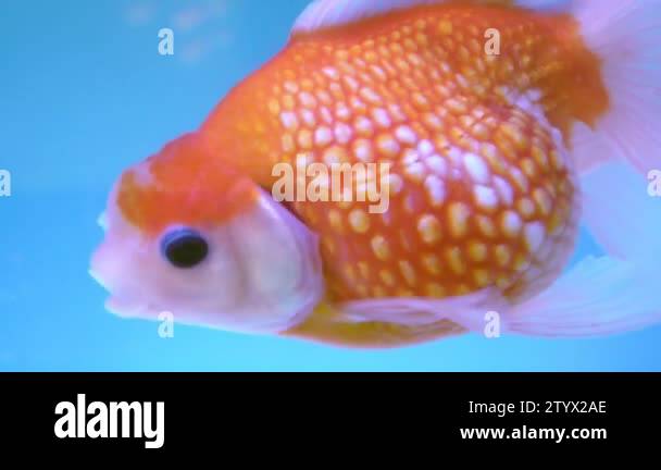 Gold fish carassius auratus Stock Videos & Footage - HD and 4K Video ...