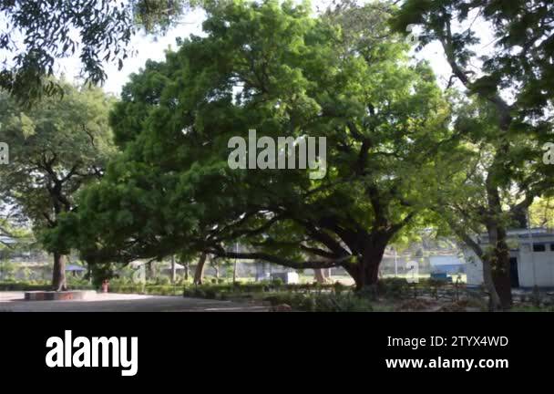 Large treetop Stock Videos & Footage - HD and 4K Video Clips - Alamy