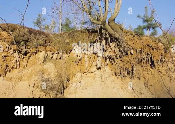 Tree root face Stock Videos & Footage - HD and 4K Video Clips - Alamy