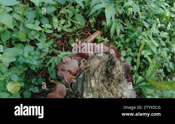 Jews ear (wood ear, Auricularia auricula, Hirneola polytricha, jelly ...