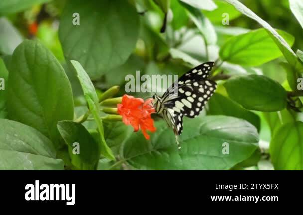 Adult butterfly flying Stock Videos & Footage - HD and 4K Video Clips ...