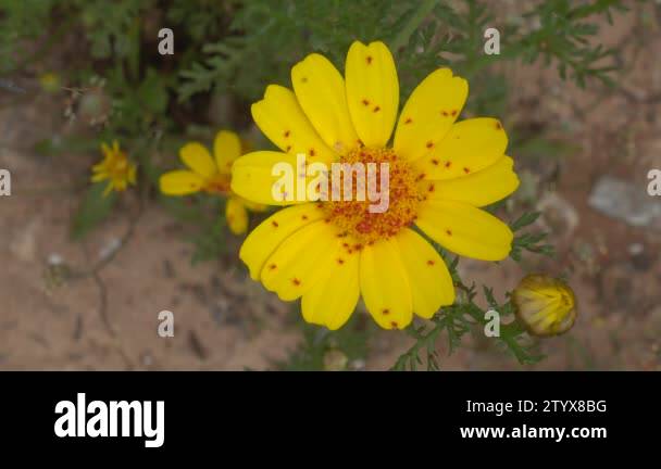 Mites on insect Stock Videos & Footage - HD and 4K Video Clips - Alamy