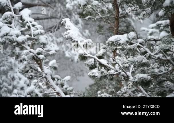Snowfall in winter in a coniferous forest. Soft snowy Christmas morning ...