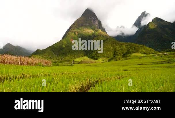 Rice Field Green agriculture ecosystem Asian rice paddy field Vietnam ...