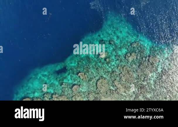 Coral reef banda neira Stock Videos & Footage - HD and 4K Video Clips ...