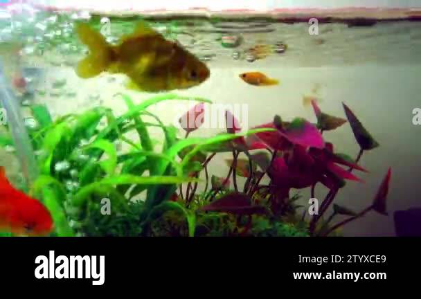 Gold fish or goldfish floating swimming underwater in fresh aquarium ...