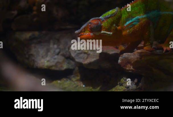 Chameleon ( Lizard ), panther, catching insect, reptile, Chamaeleo ...