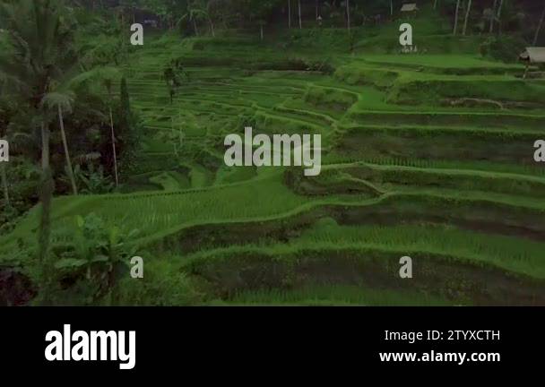 Paddy rice farming bali aerial Stock Videos & Footage - HD and 4K Video ...