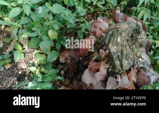 Jews ear (wood ear, Auricularia auricula, Hirneola polytricha, jelly ...