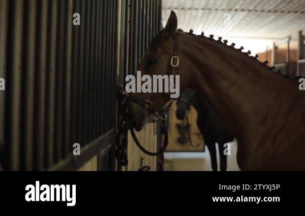 Minsk, Belarus - 19 July 2019: A beautiful profile of a horse with a ...