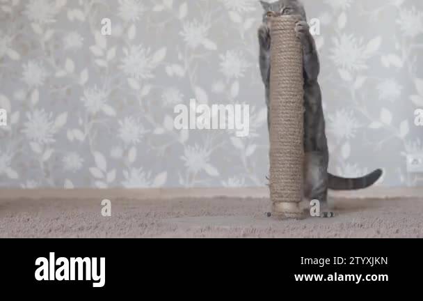 Cat standing on back legs Stock Videos & Footage - HD and 4K Video ...