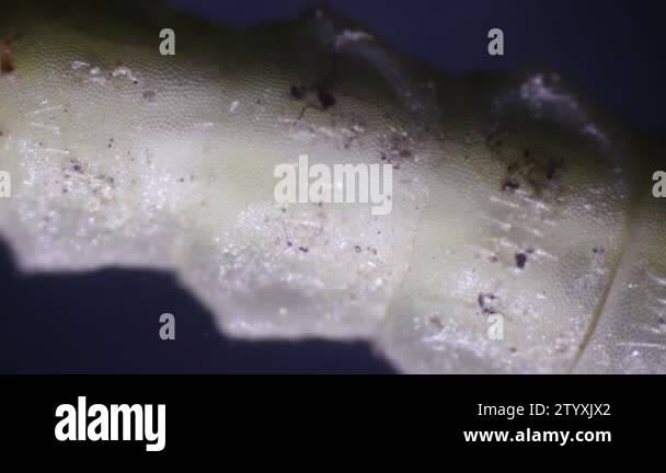 Crane fly larvae under the microscope in 4k Stock Video Footage - Alamy