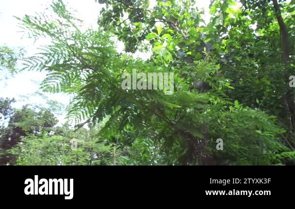 Biancaea sappan (Caesalpinia sappan L., sappanwood, secang, sepang ...