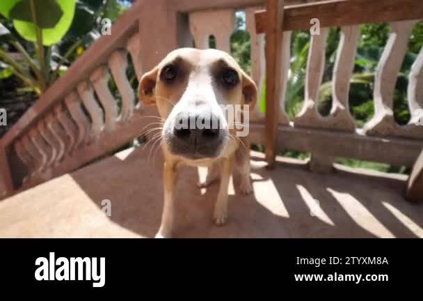 Slow motion close up of an adorable stray friendly dog coming up to and ...
