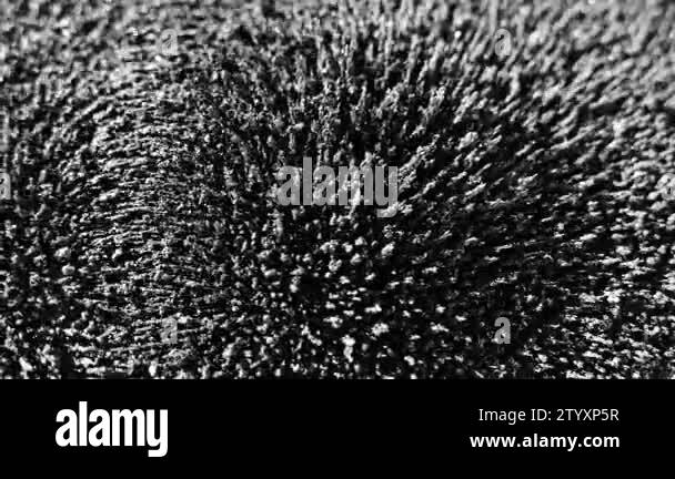 The magnetic field affects iron shavings and powder. Magnet and ...