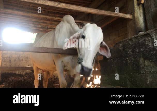 Ongole Crossbred cattle or Javanese Cow or White Cow or sapi peranakan ...