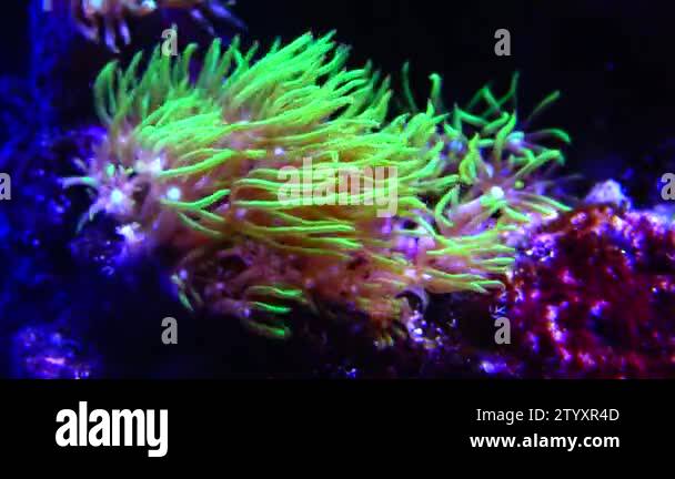 Symbiosis with fish, tentacles of large sea anemone in a marine ...