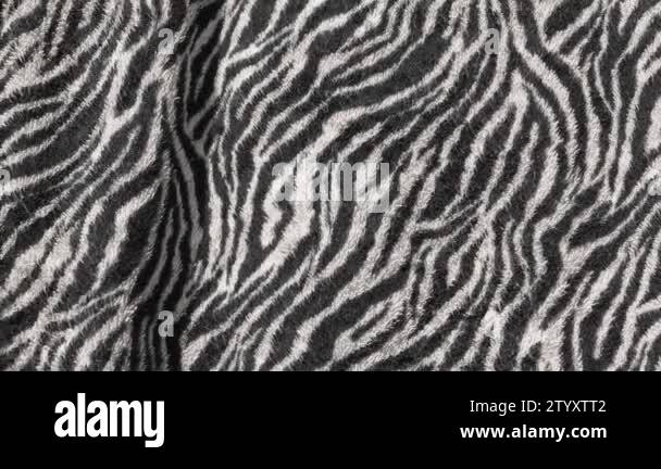 Zebra print wallpaper Stock Videos & Footage - HD and 4K Video Clips ...