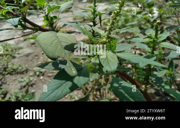 Thorny Amaranthus (Amaranthus spinosus, spiny amaranth, spiny pigweed ...