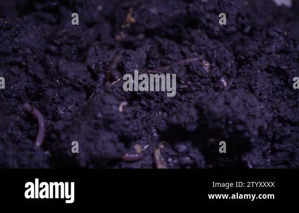 Worms in soil Stock Videos & Footage - HD and 4K Video Clips - Alamy
