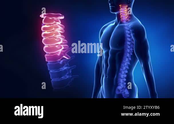 Cervical region Stock Videos & Footage - HD and 4K Video Clips - Alamy