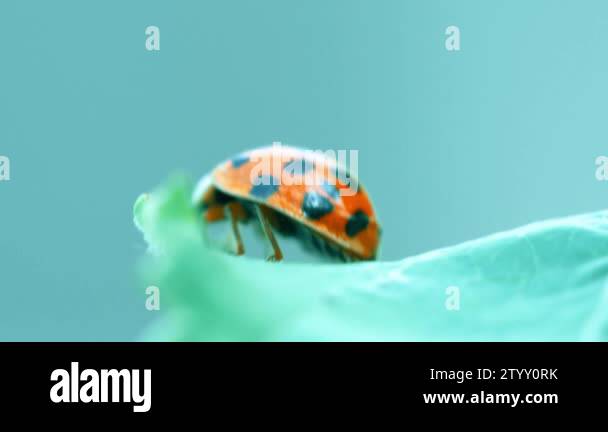 Lady bug flying Stock Videos & Footage - HD and 4K Video Clips - Alamy