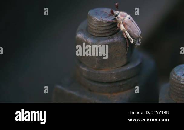 Rust beetle Stock Videos & Footage - HD and 4K Video Clips - Alamy