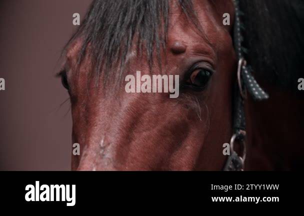 Riding a horse - woman footman wiping a horse face with a rag Stock ...