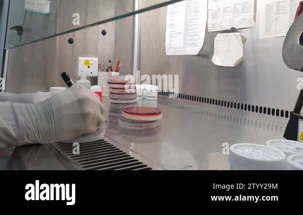 labelling of culture plate by marker with gloved hand in a fume hood in ...