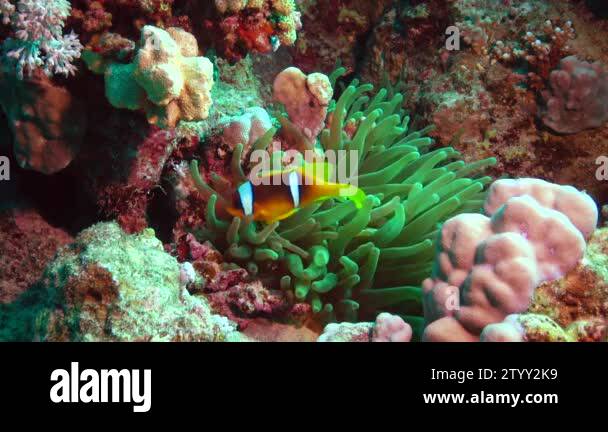 Fish of the Red Sea. Red Sea Anemonefish (Amphiprion bicinctus). A ...