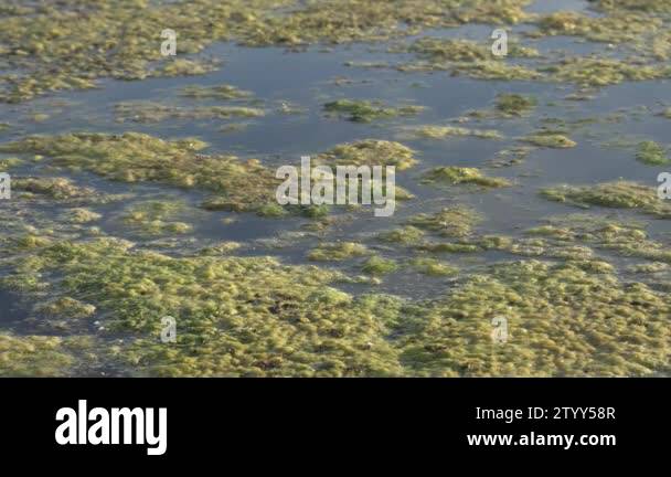 Slimy, green floating water algae on the pond surface. Green weeds ...