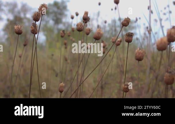close-up of dried weed buds. camera movement from left to right. no ...