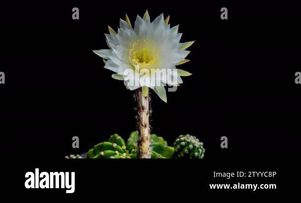 White Colorful Flower Timelapse of Blooming Cactus Opening / 4k fast motion time lapse of a ...