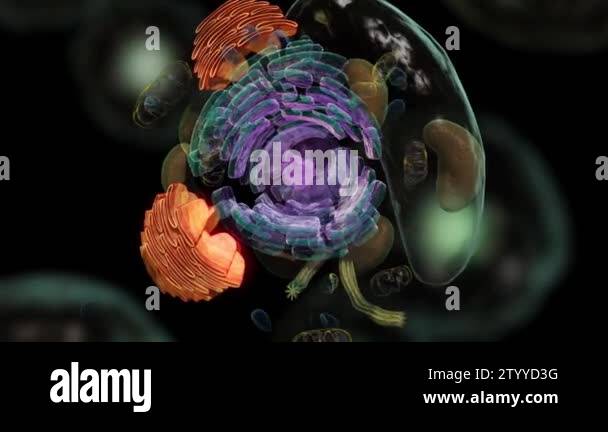 Structure of a typical animal cell consisting of nucleolus Stock Video ...