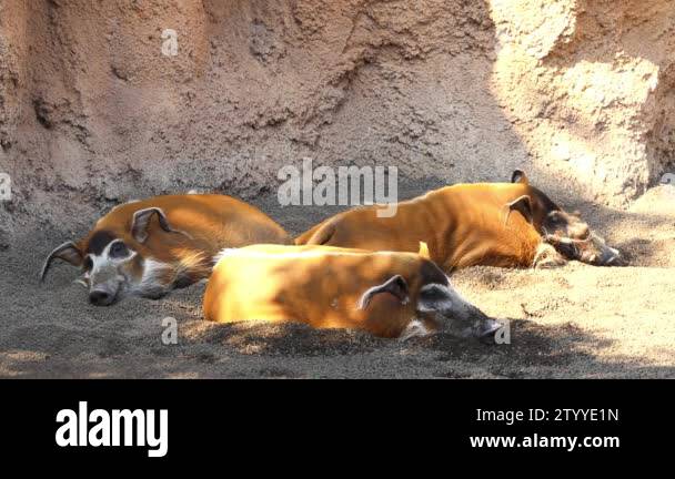 Wild member of pig family Stock Videos & Footage - HD and 4K Video ...