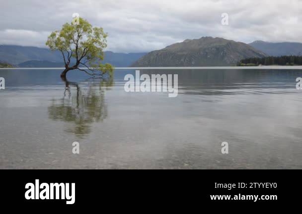 The most famous New Zealand tree is Wanaka Tree Stock Video Footage - Alamy