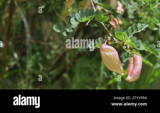 Bladder senna tree Stock Videos & Footage - HD and 4K Video Clips - Alamy
