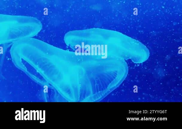Moon jellyfish floating underwater, exotic undersea invertebrate ...