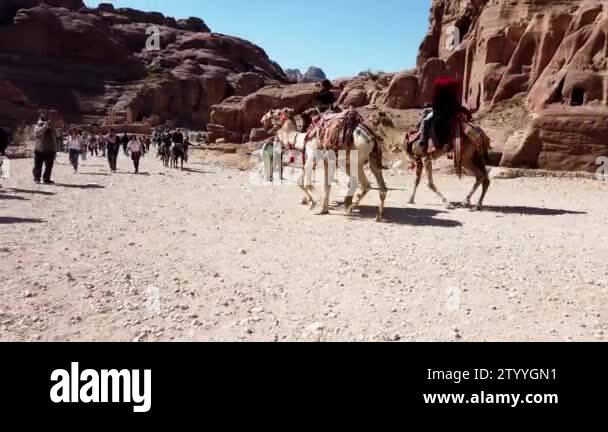 Petra, Jordan - 2019-04-23 - Camels Pass Donkeys in Petra Stock Video ...