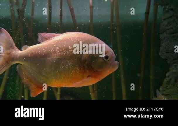 Underwater predator teeth fish Stock Videos & Footage - HD and 4K Video ...