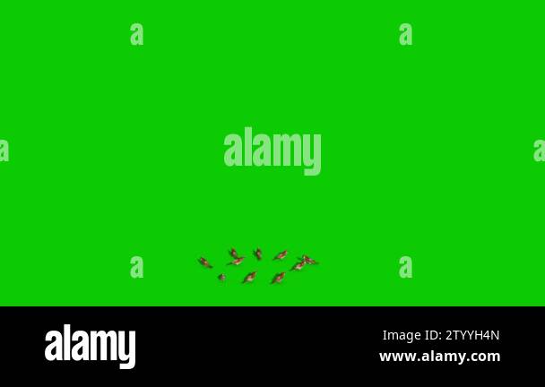 Sparrow Flock Fly Green Screen 3D Rendering Animation Chroma Key Stock ...