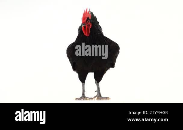 Black australorp rooster Stock Videos & Footage - HD and 4K Video Clips ...