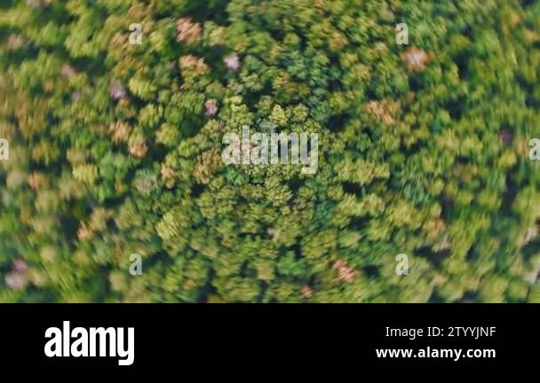 Seamess loop aerial 4k view. Dizzying rotation of the forest with ...