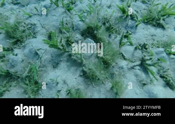 Protective sheath of eggs Lugworm Arenicola marina attached to the ...
