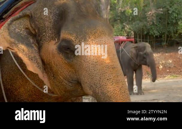 Elephant in shade trees Stock Videos & Footage - HD and 4K Video Clips ...