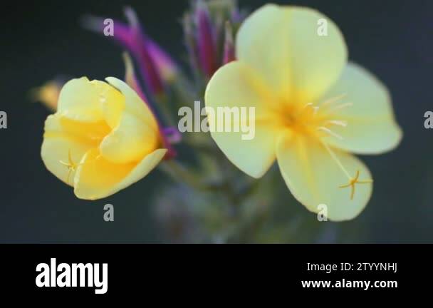 Sundrop flower Stock Videos & Footage - HD and 4K Video Clips - Alamy