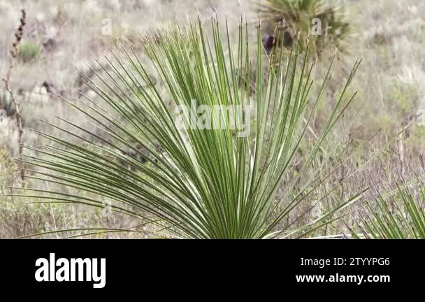 Wild pig cactus Stock Videos & Footage - HD and 4K Video Clips - Alamy